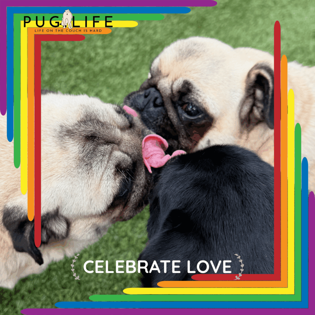 Shop Progressive Small Businesses at Little Blue Cart